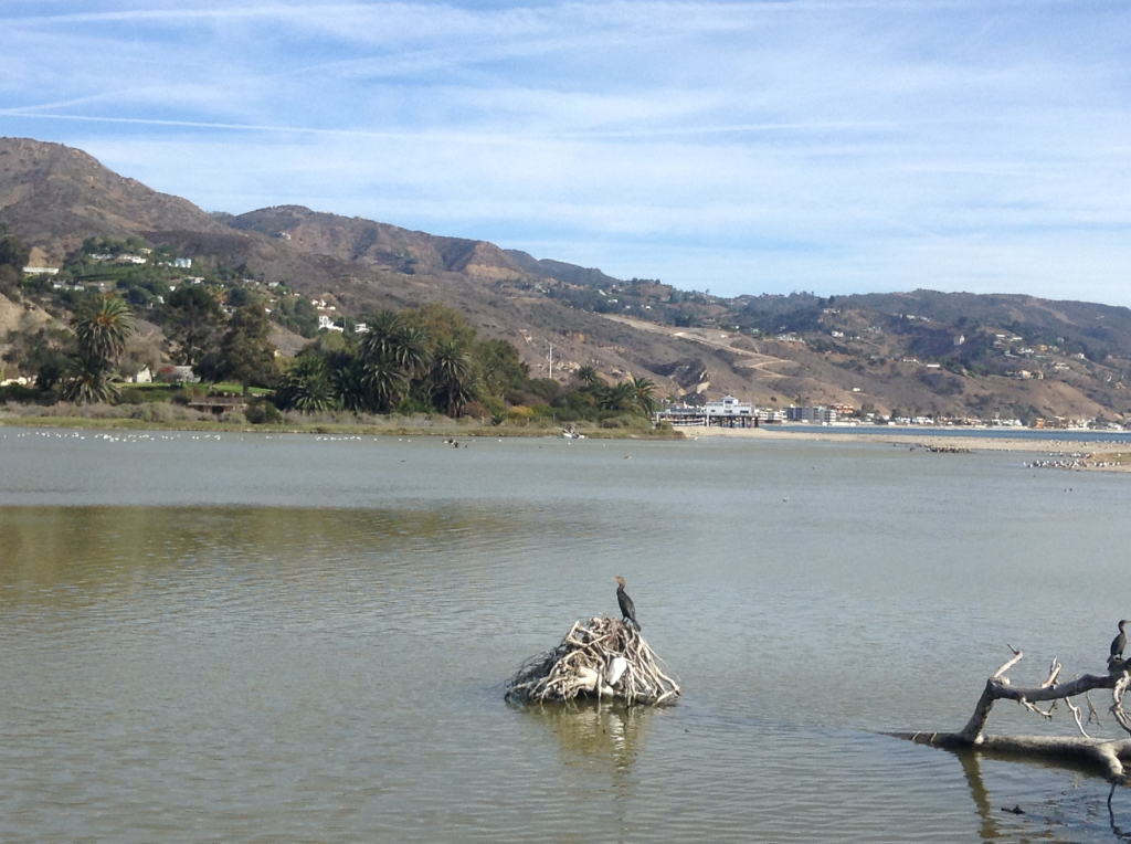 Malibu Lagoon Bird Watching with Kids - No Back Home
