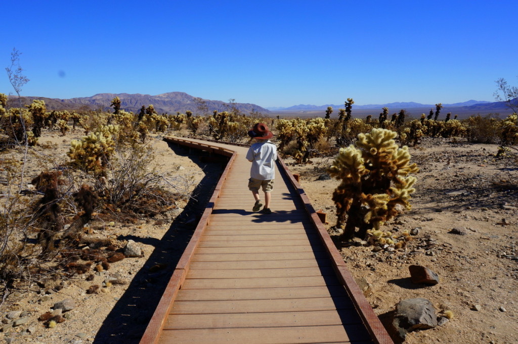 9 Beautiful Joshua Tree Hikes For Unforgettable Views - No Back Home