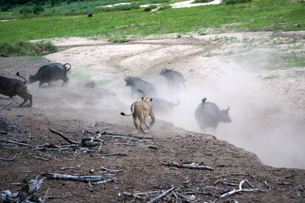 Witnessing a Lion Kill on Safari - No Back Home