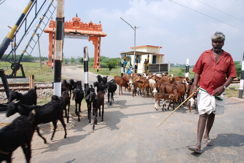Rickshaw Run FAQs - No Back Home