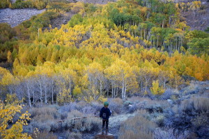 Seeking Out the Beauty of Mammoth Lakes Fall Colors - No Back Home