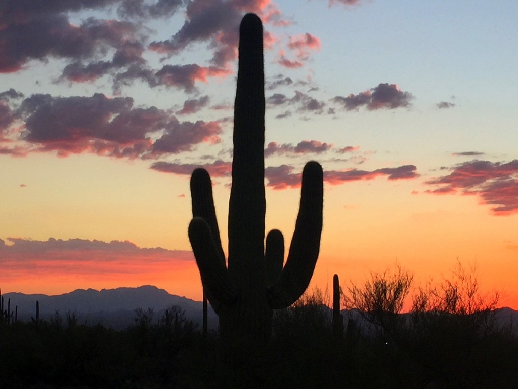 Exploring Saguaro National Park in One Day - No Back Home