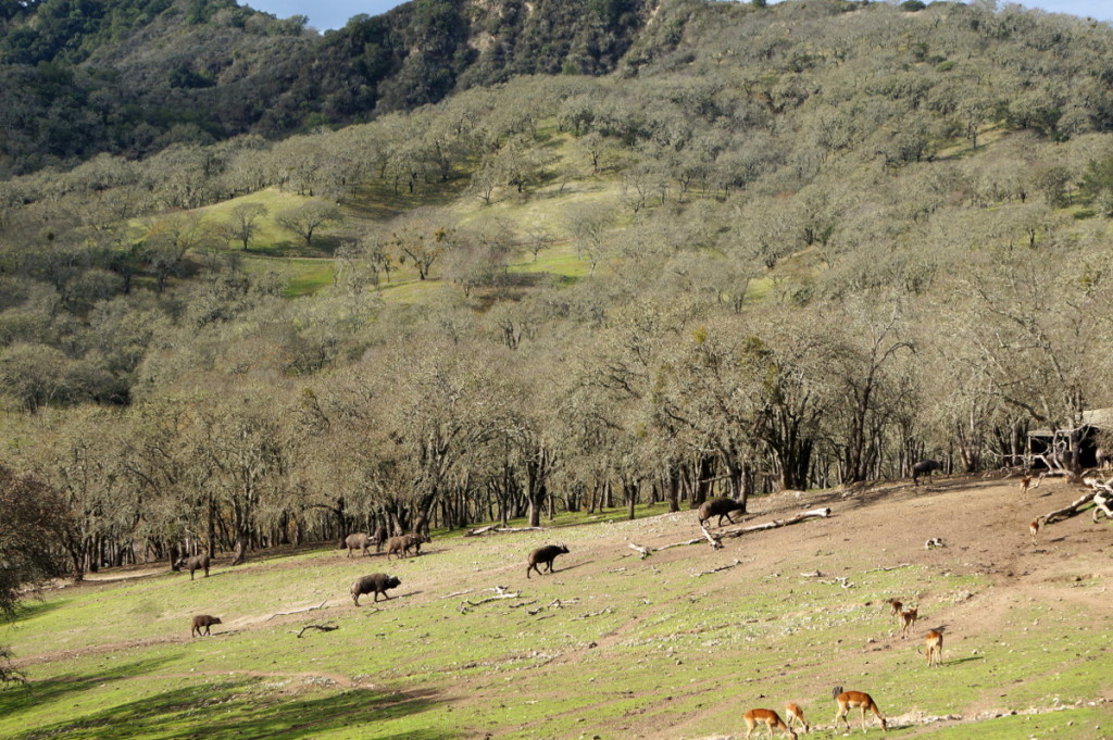 8 Super Fun Things to Do in Santa Rosa California - No Back Home