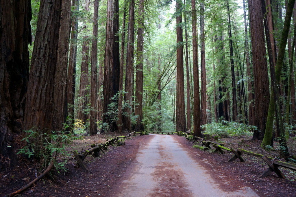 8 Super Fun Things to Do in Santa Rosa California - No Back Home