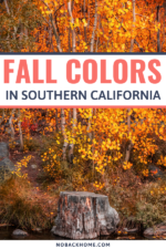 Seeking Out the Beauty of Mammoth Lakes Fall Colors - No Back Home