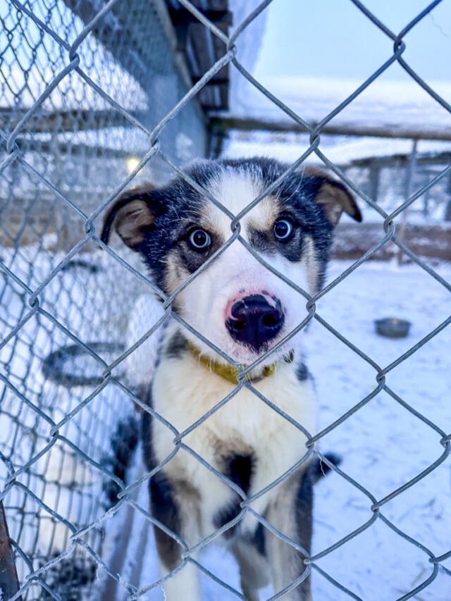An Exciting Finnish Lapland Winter Escape in Muonio Finland - No Back Home